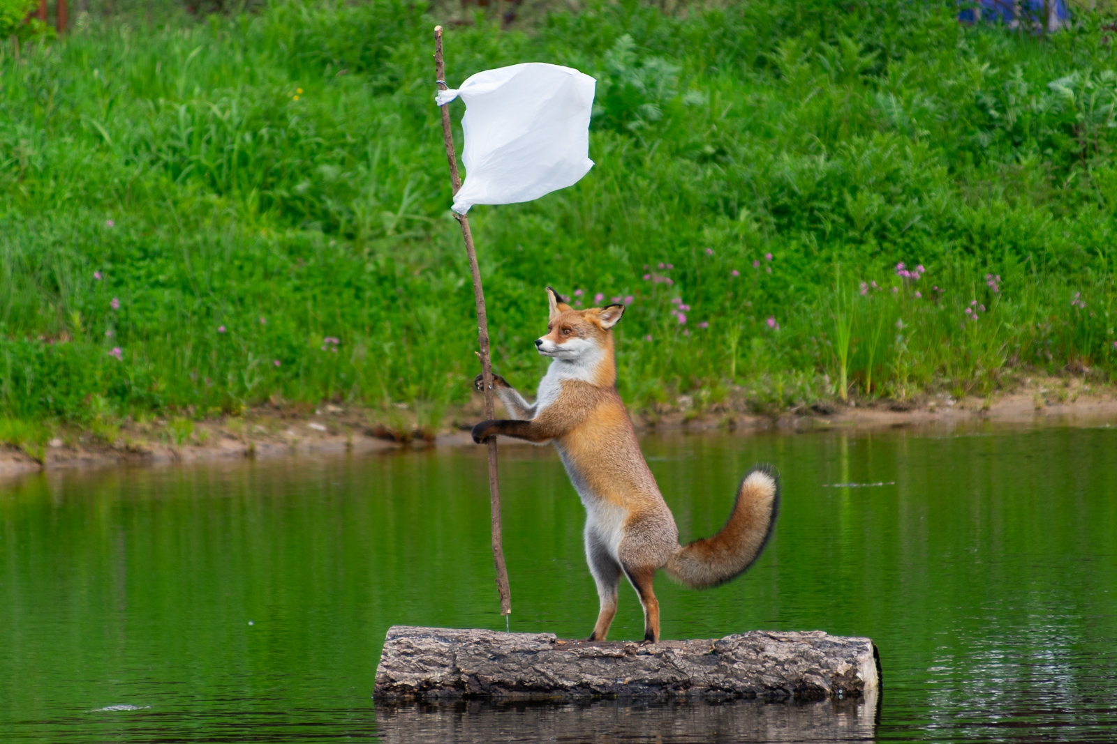 Beeldenpark Anningahof opent poorten voor nieuw seizoen - RTV Focus