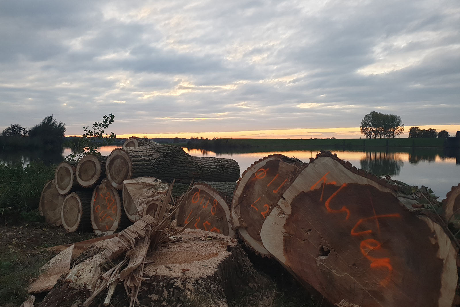 5 vragen over de kap van 375 Zwolse populieren - RTV Focus