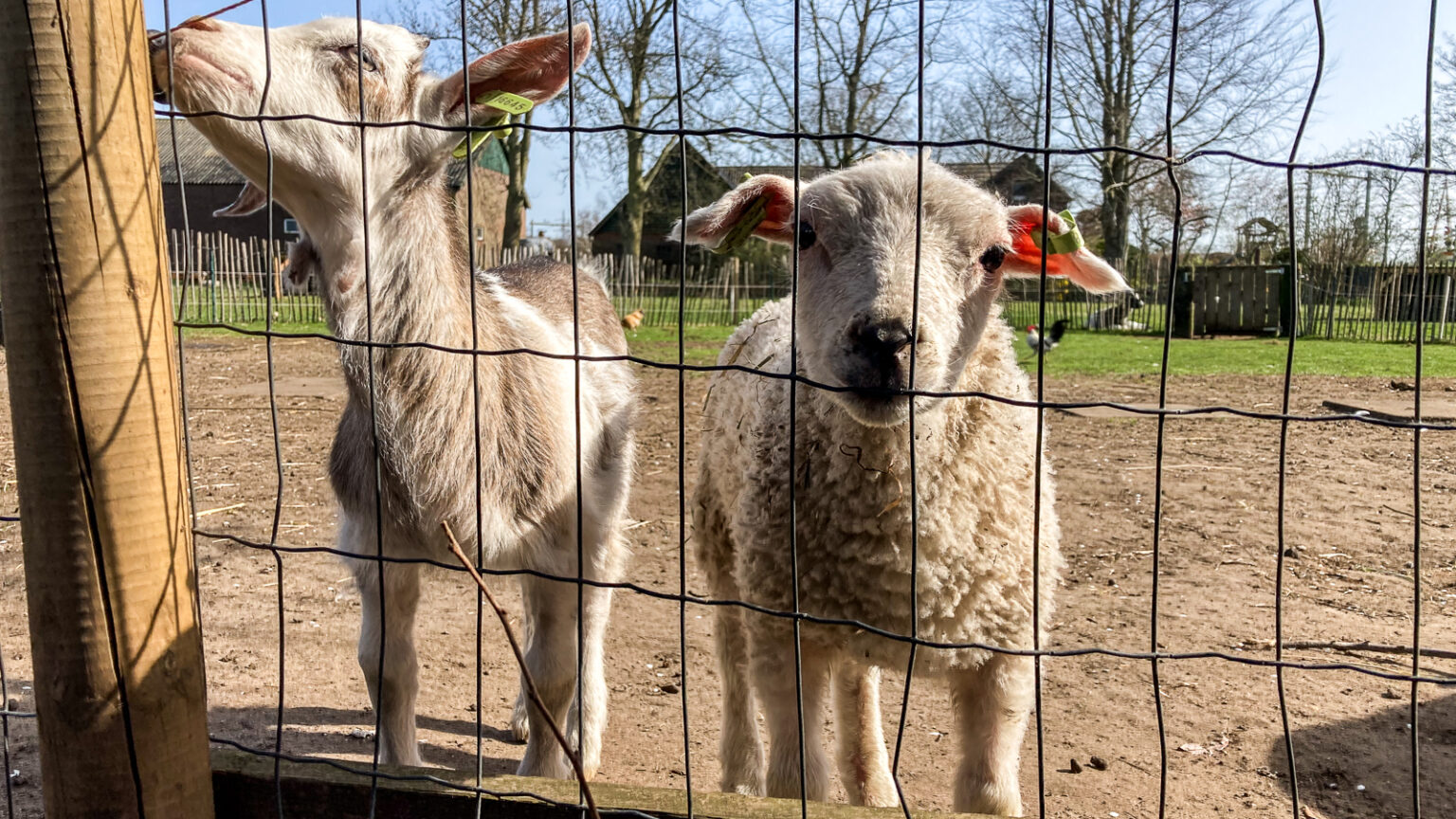 Steeds meer gedumpte dieren volgens Stichting Flappus - RTV Focus