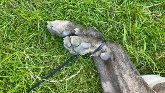 Dode hond met tiewraps om poten gevonden in Zwarte Water - RTV Focus