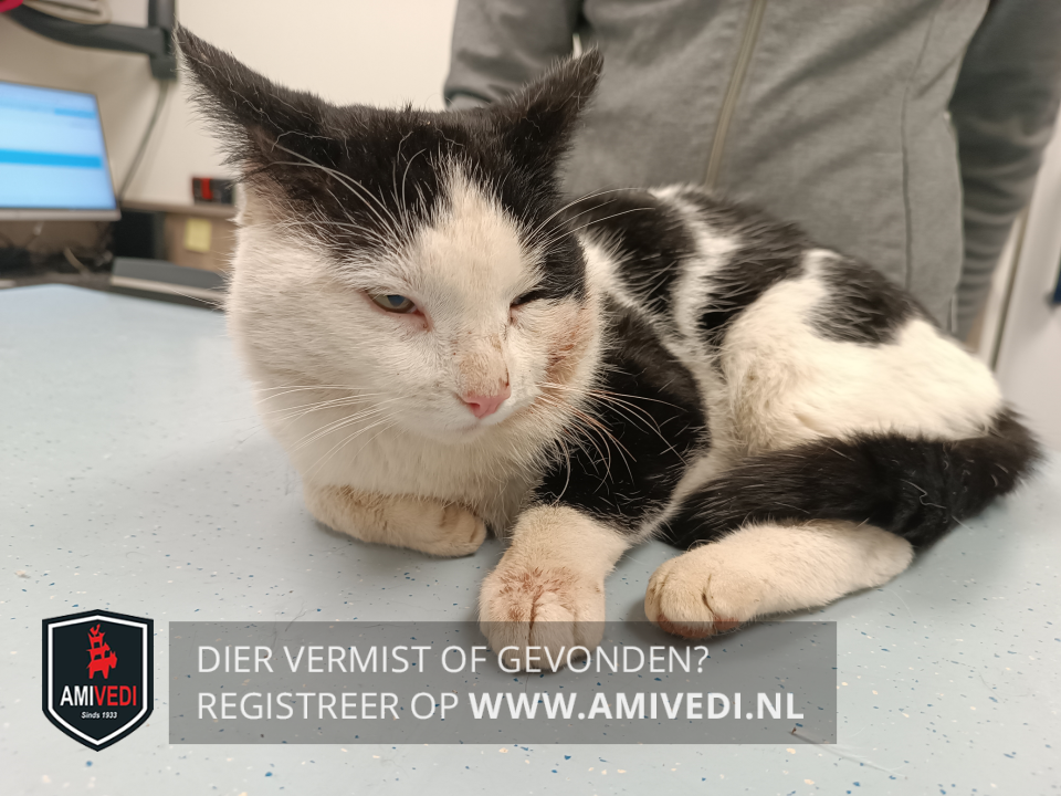 Vermiste en gevonden huisdieren deze week gemeld bij Amivedi - RTV Focus