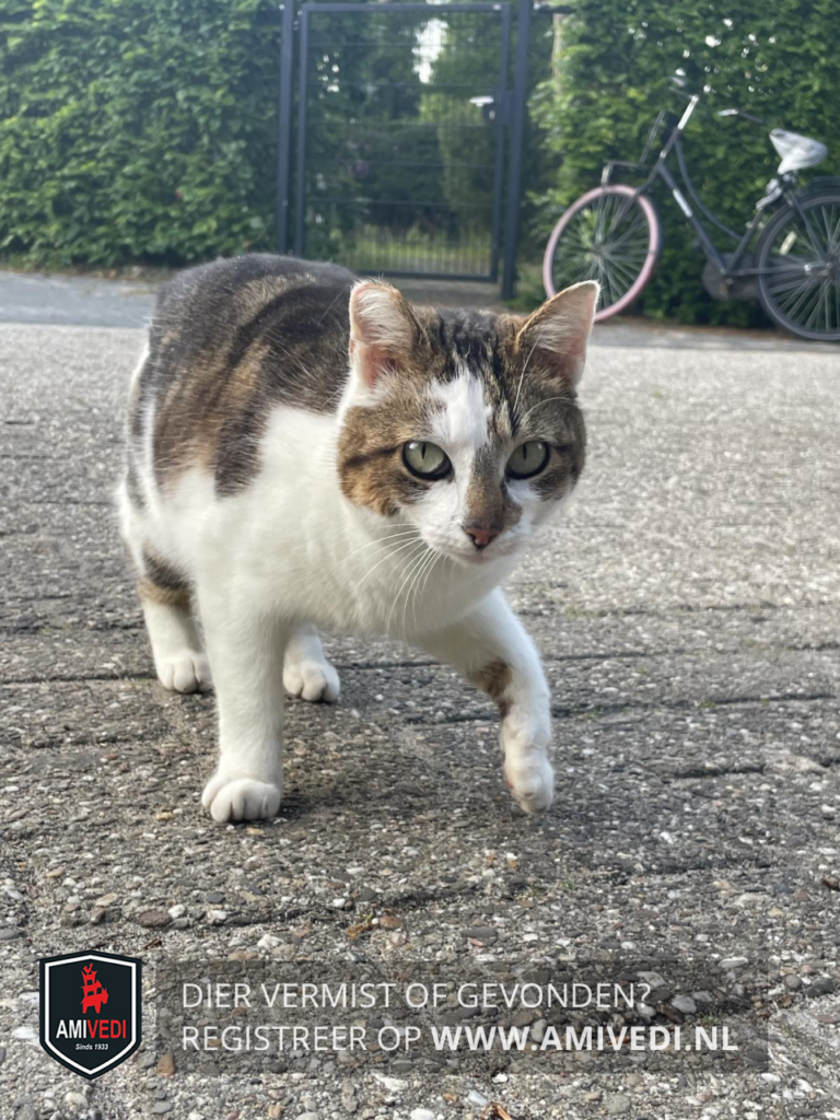 Vermiste en gevonden huisdieren bij Amivedi deze week - RTV Focus