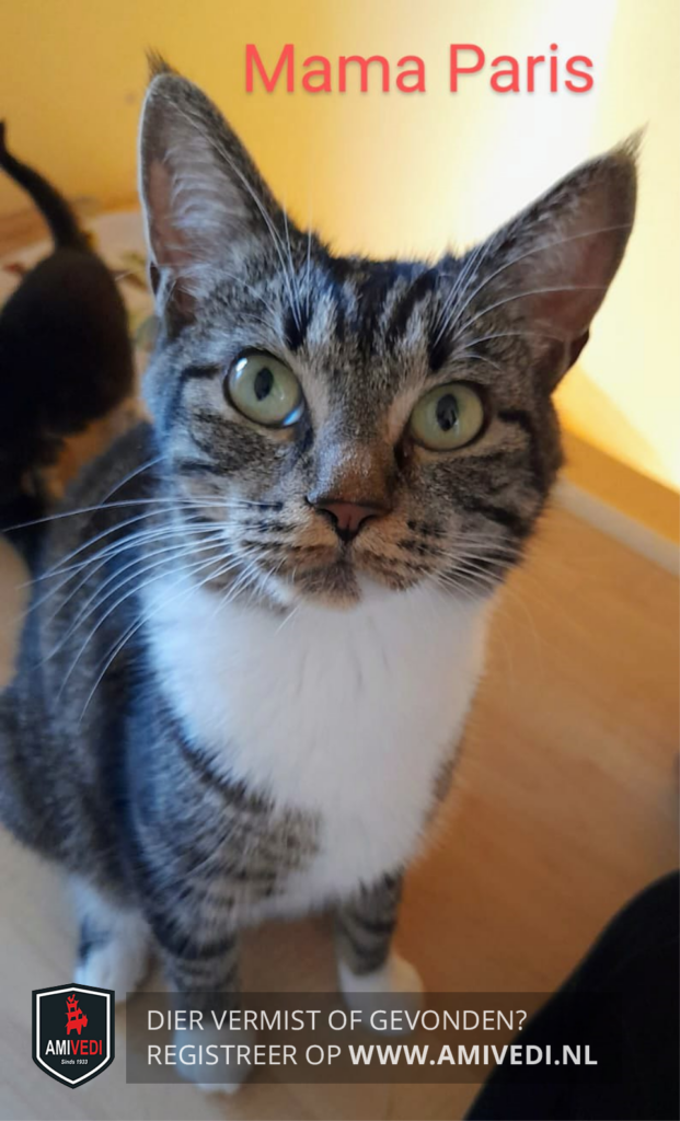 Huisdieren vermist en gevonden bij Amivedi deze week - RTV Focus