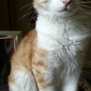 Vermiste en gevonden huisdieren bij Amivedi deze week - RTV Focus