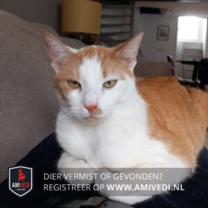 Vermiste en gevonden huisdieren bij Amivedi deze week - RTV Focus